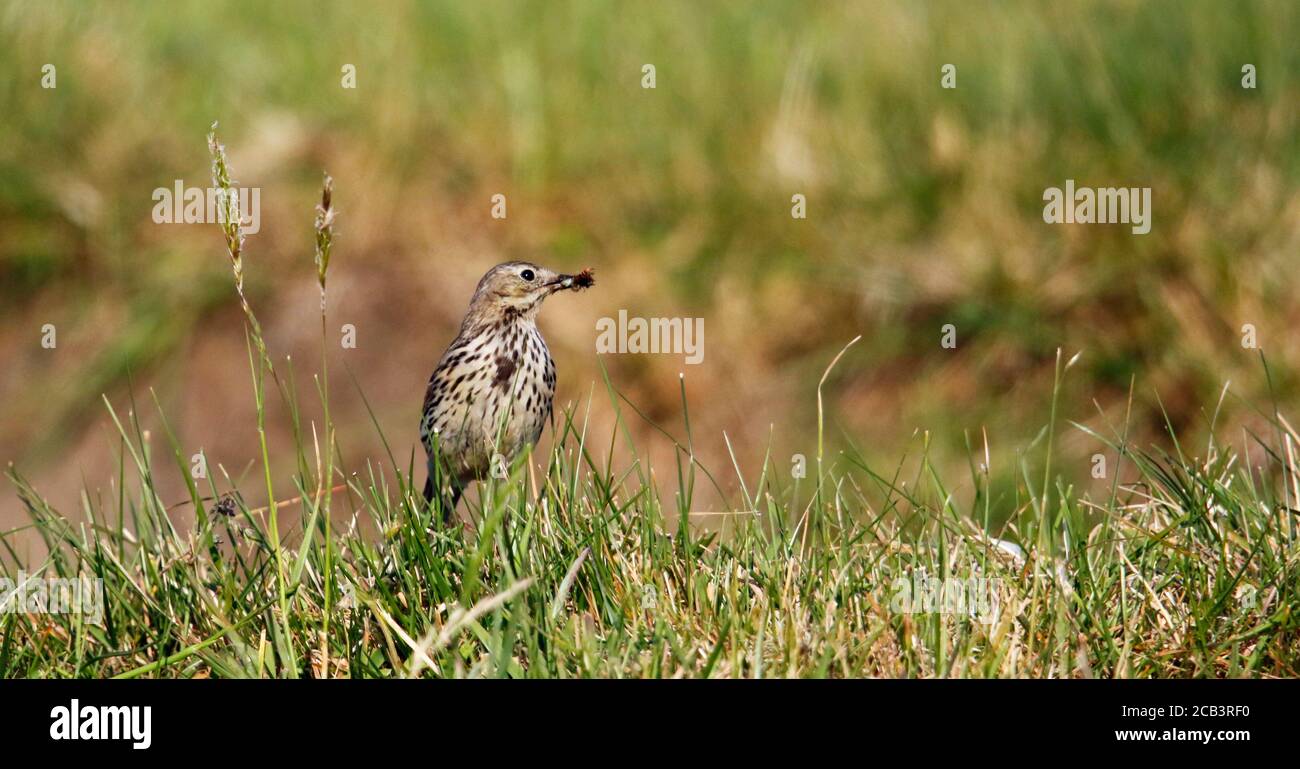 Meadow Pipit collecting food for its young chicks Stock Photo - Alamy