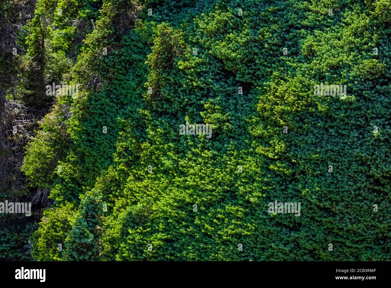 Abies lasiocarpa hi-res stock photography and images - Alamy