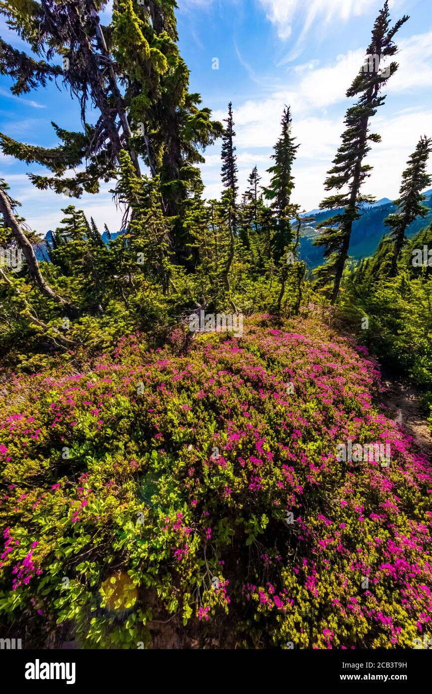 Bell meadow park hi-res stock photography and images - Alamy