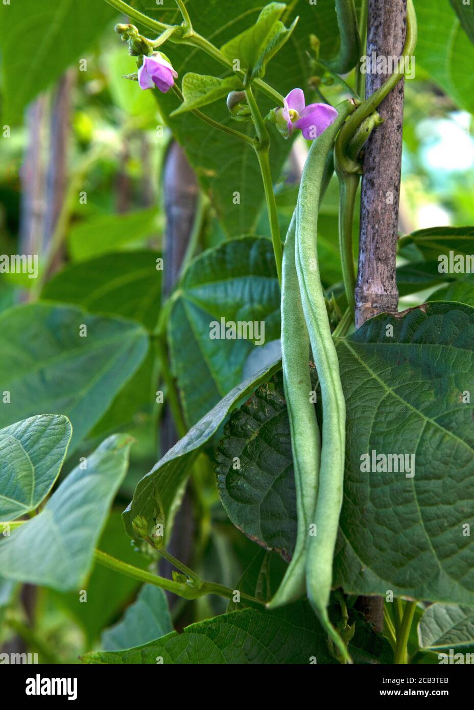 Bean Plant Flower