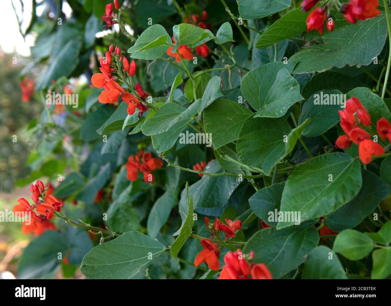 green runner bean plant with red flowers close up growing on an ...