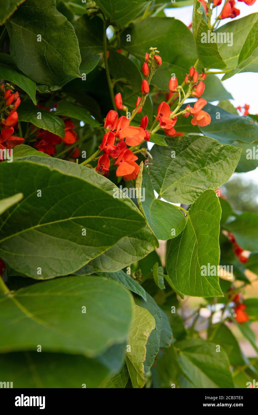runner bean plant with red flowers close up growing on an allotment ...