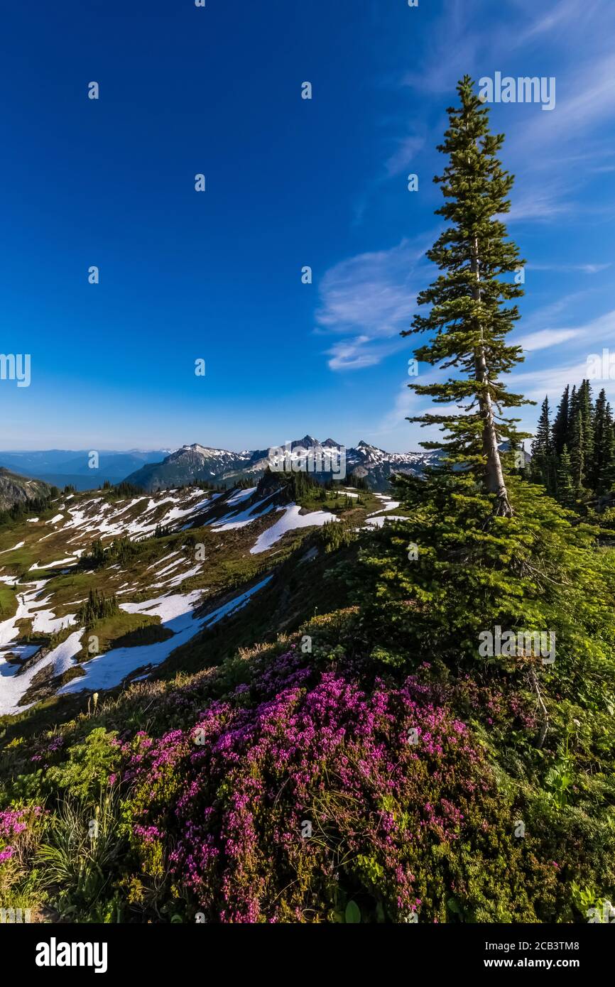 Phyllodoce empetriformis, Pink Mountain-heath, blooming in July in the ...