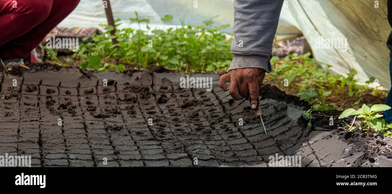 Seeds are grown from the ground and planting a seed in soil agriculture ...