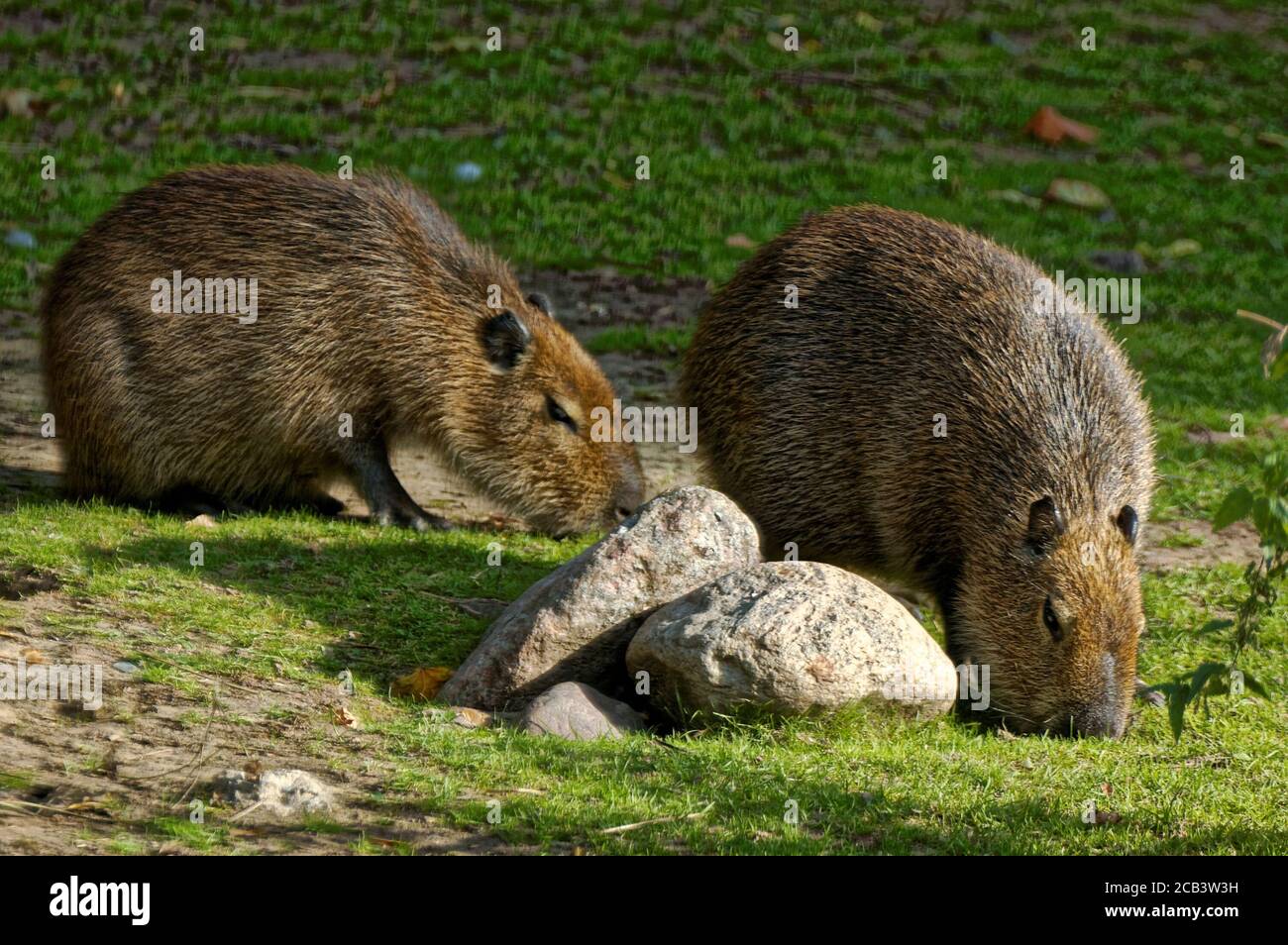 Anaconda Eating Capybara