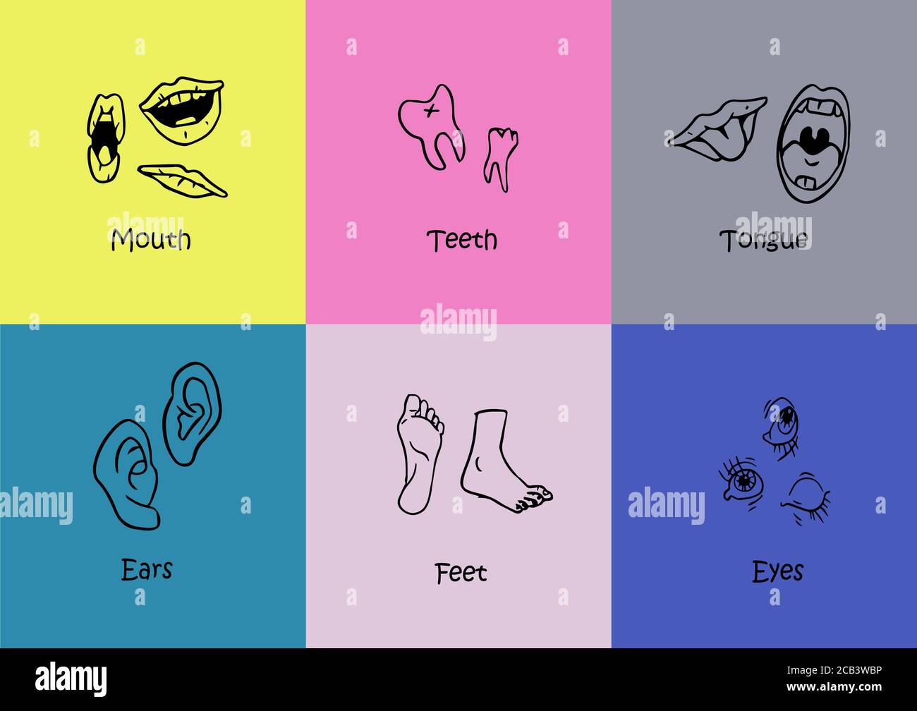 Colorful vector organized collection of body parts Stock Vector Image ...