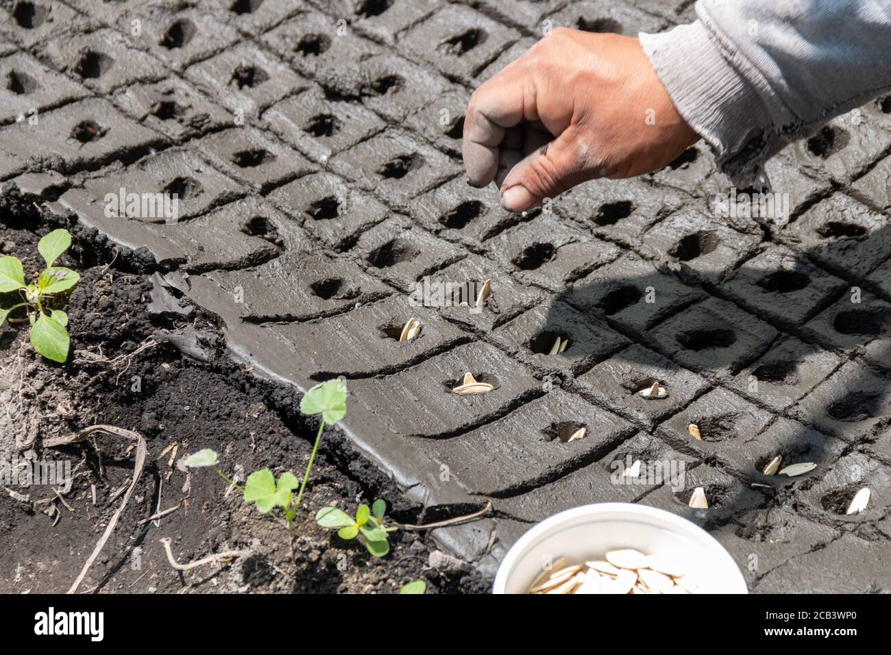 Seeds are grown from the ground and planting a seed in soil agriculture ...