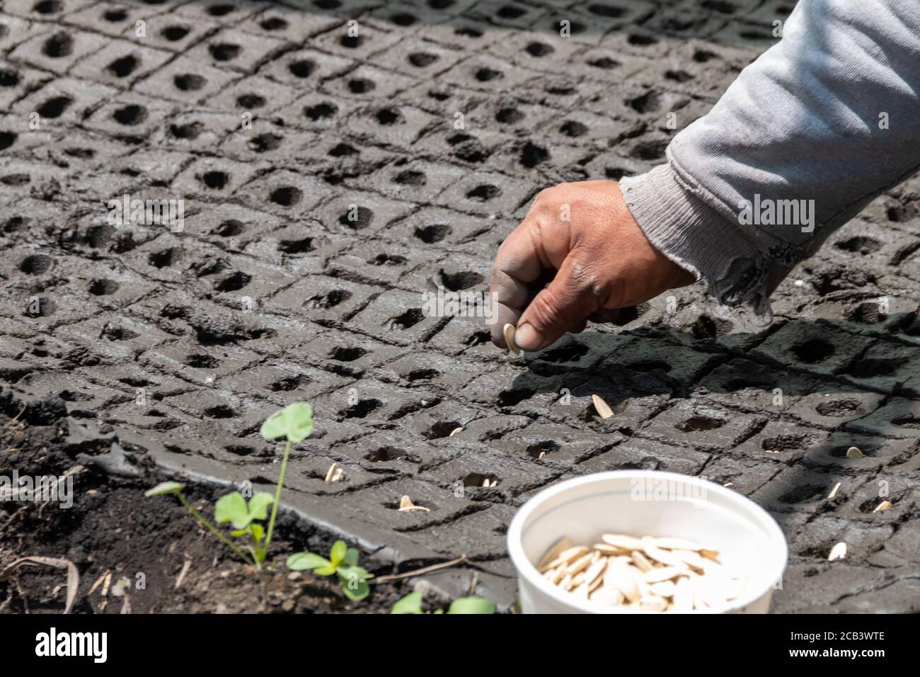 Seeds are grown from the ground and planting a seed in soil agriculture ...