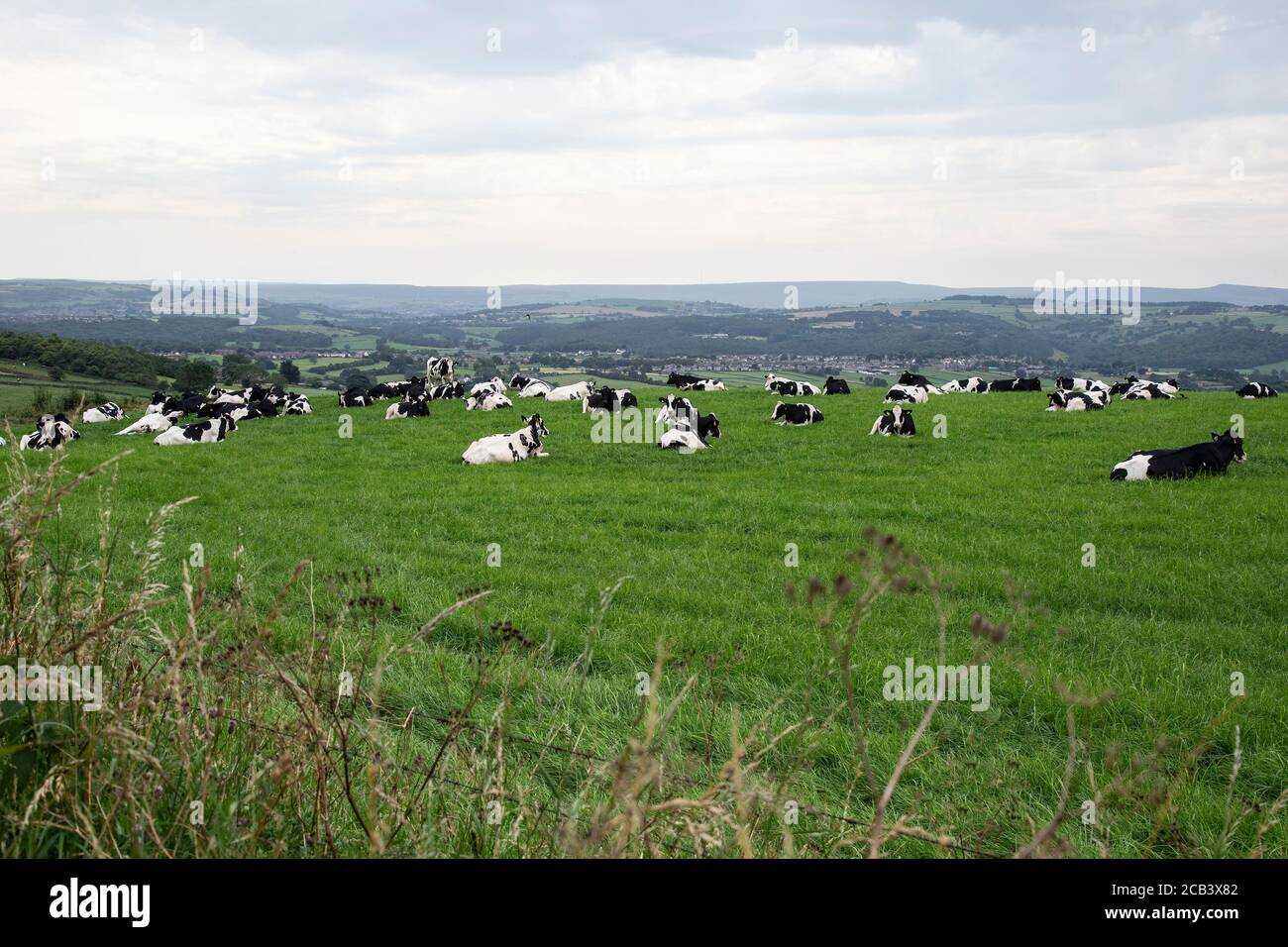 Friesian cattle hi-res stock photography and images - Alamy