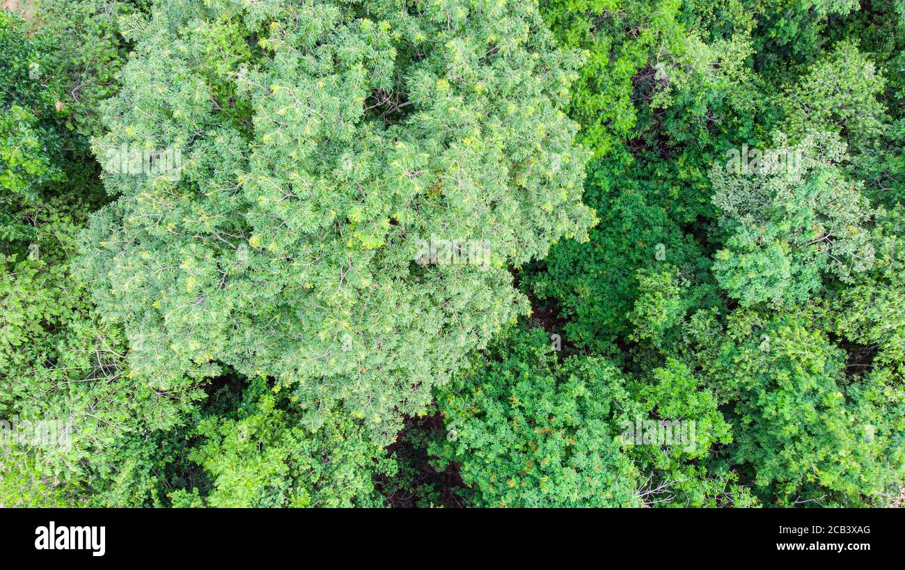 Aerial view of the forest Stock Photo - Alamy