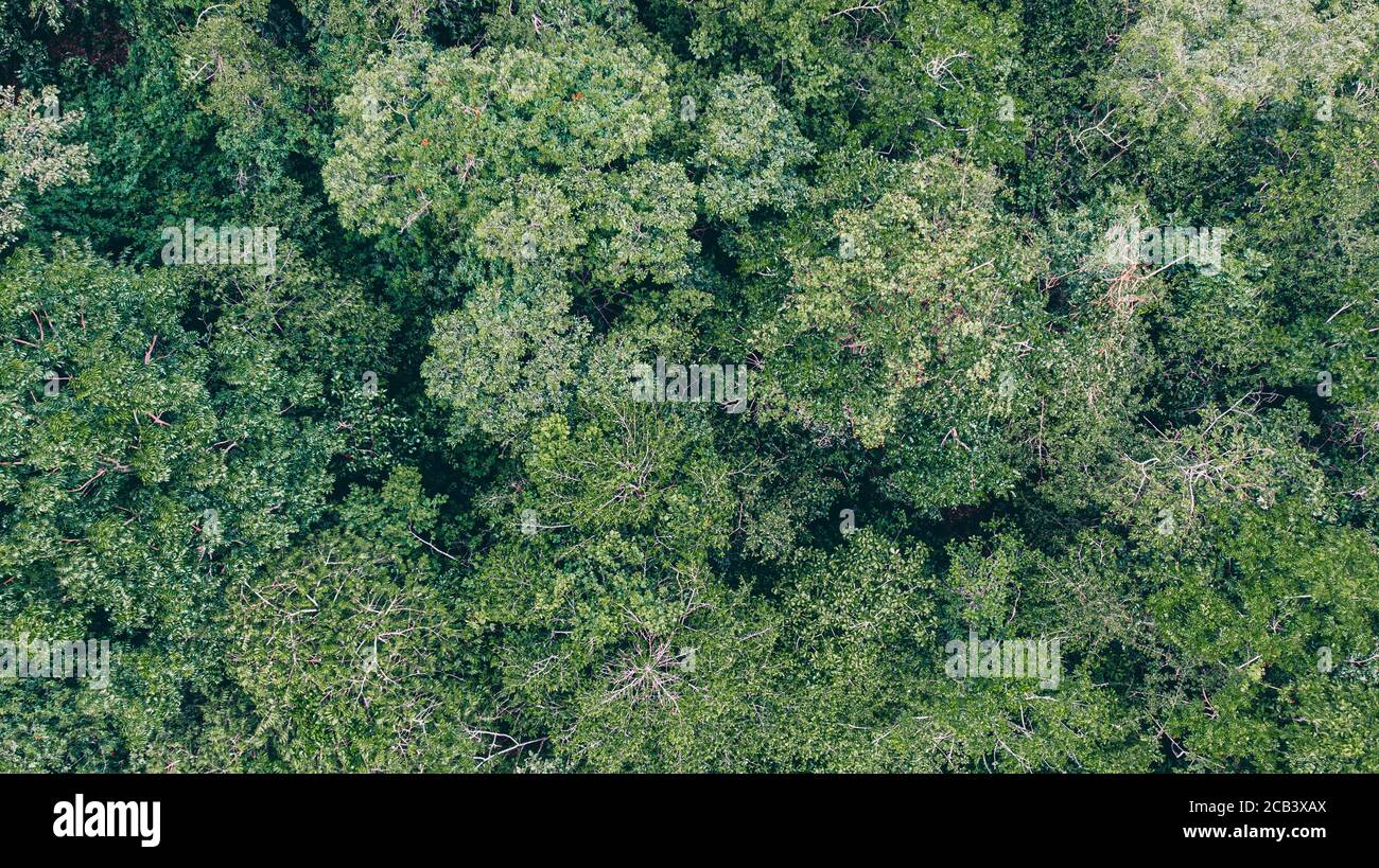 Aerial view of the forest Stock Photo - Alamy
