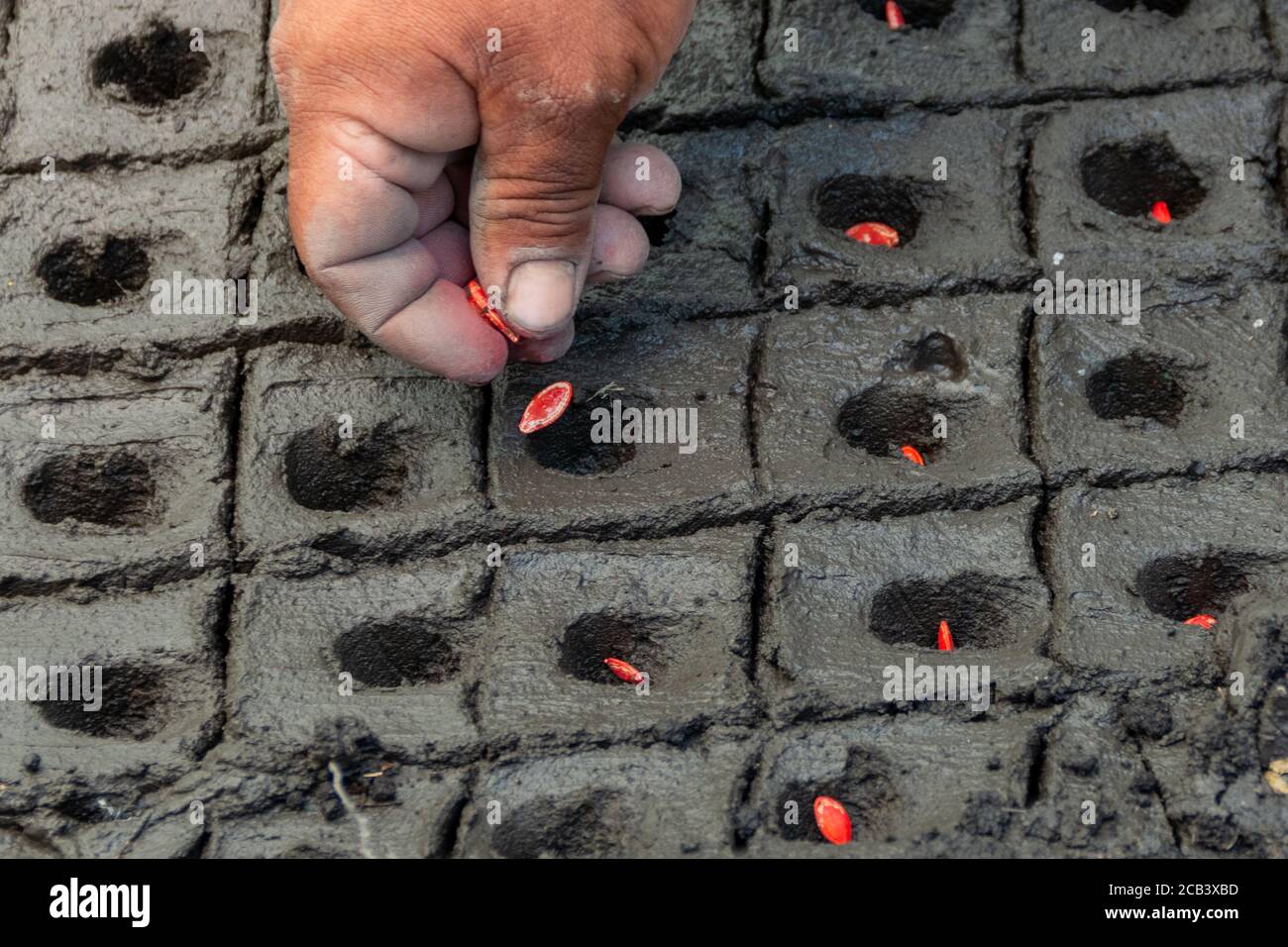 Seeds are grown from the ground and planting a seed in soil agriculture ...