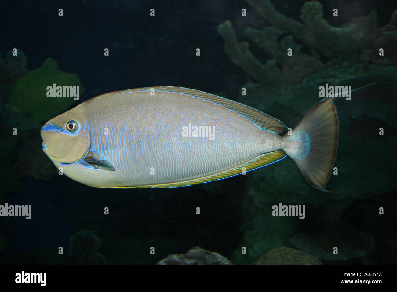 Bignose Unicornfish Naso vlamingii Stock Photo - Alamy