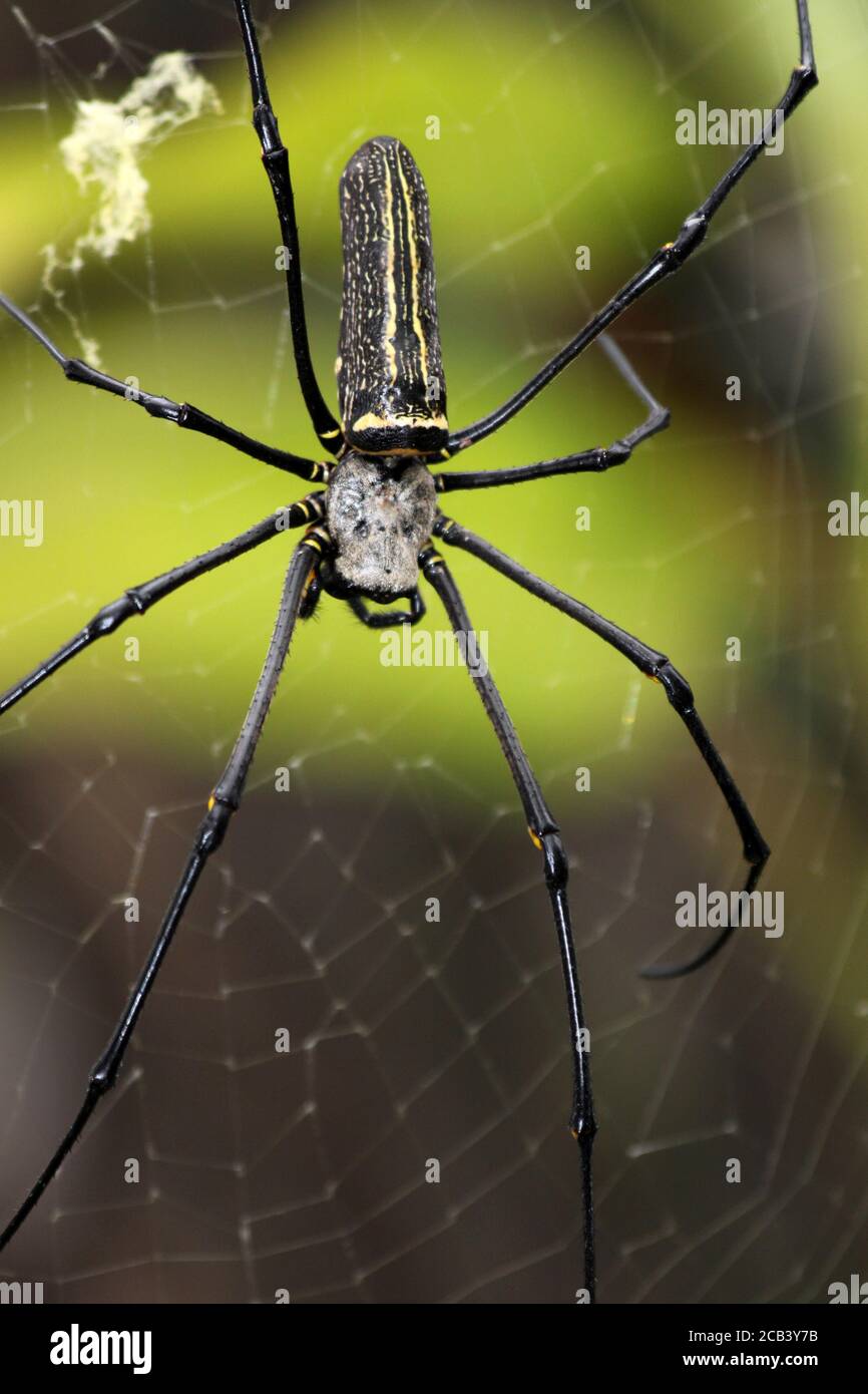 Northern Golden Orb Weaver or Giant Golden Orb Weaver Nephila pilipes ...