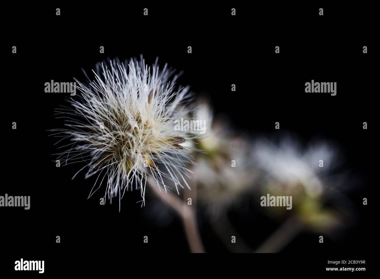 Sharpened spike hi-res stock photography and images - Alamy