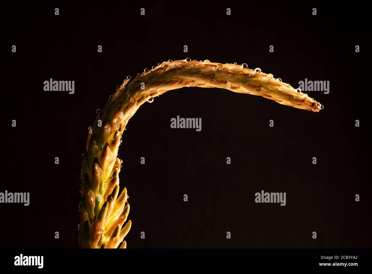 Super macro photography of flower spike Stock Photo - Alamy