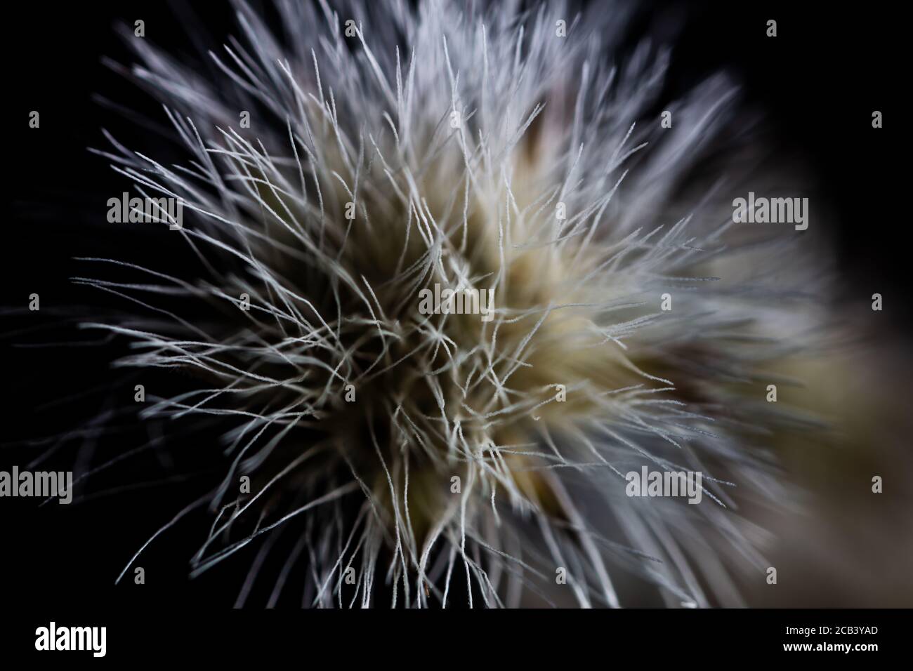 Sharpened spike hi-res stock photography and images - Alamy