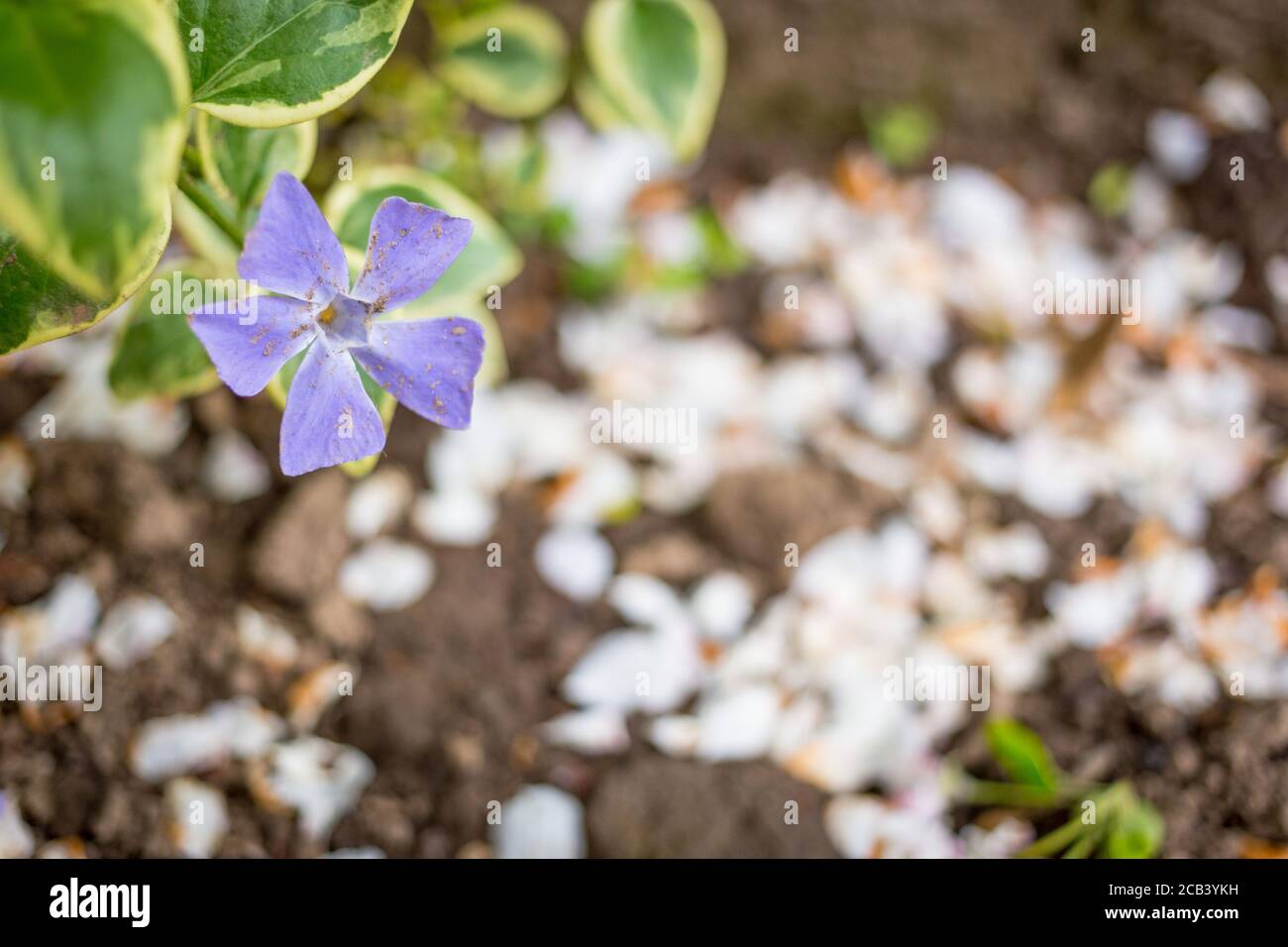 Myrtle Periwinkle flower in the field isolated with blurred background ...