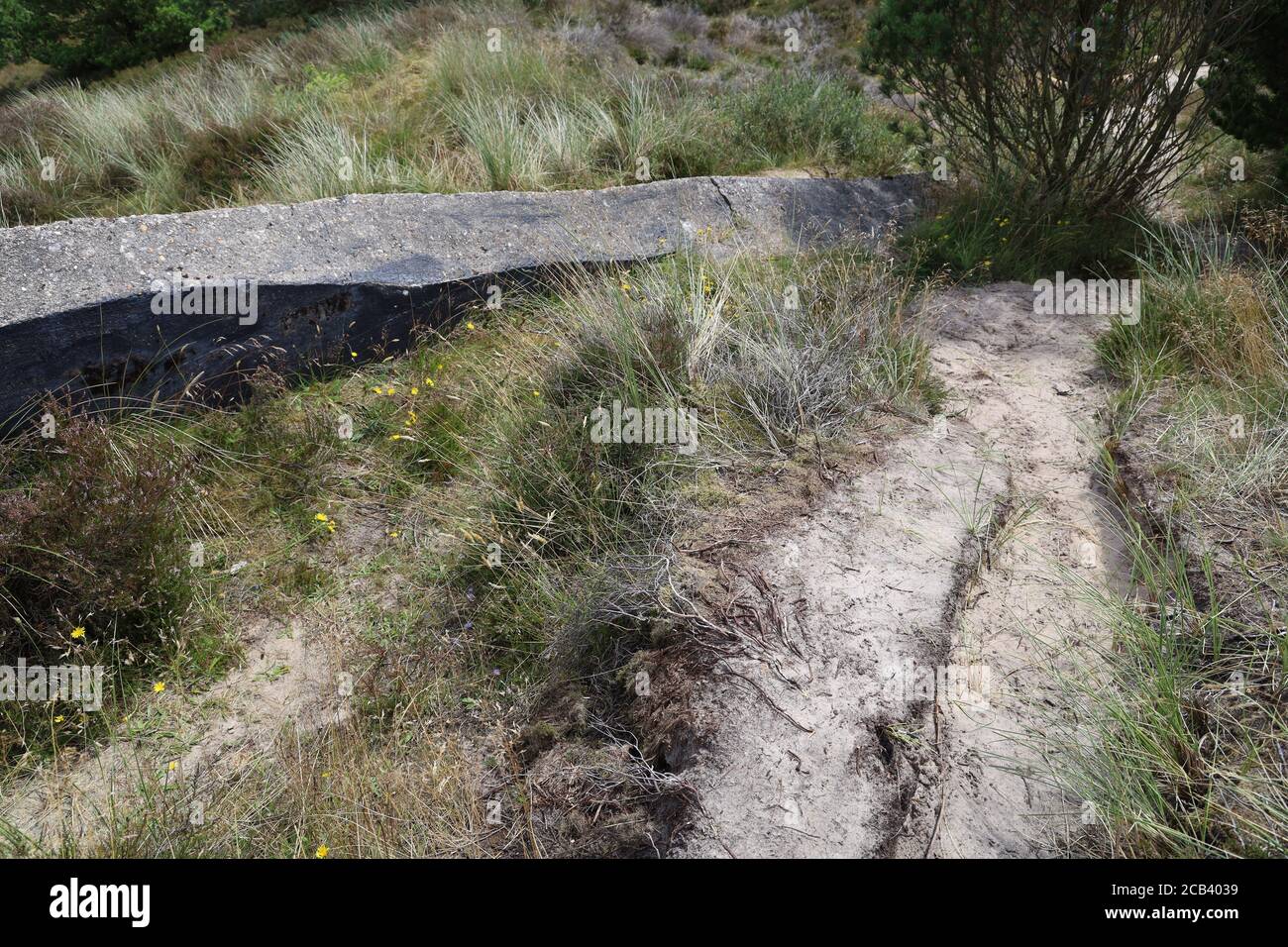 Closeup shot of a path in grassland Stock Photo - Alamy