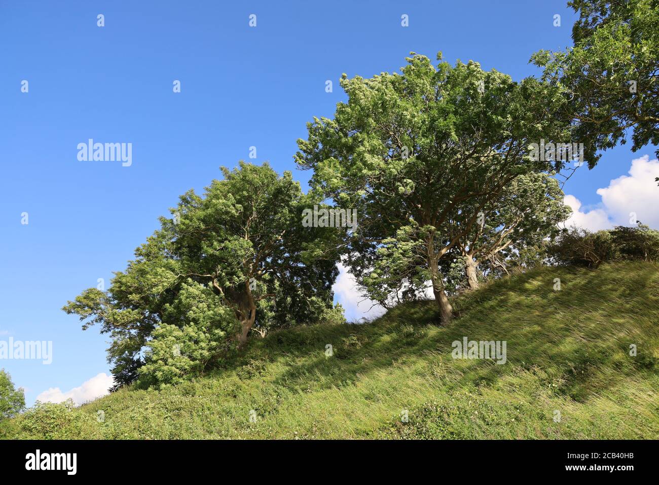 Low angle shot of trees and grassland Stock Photo - Alamy