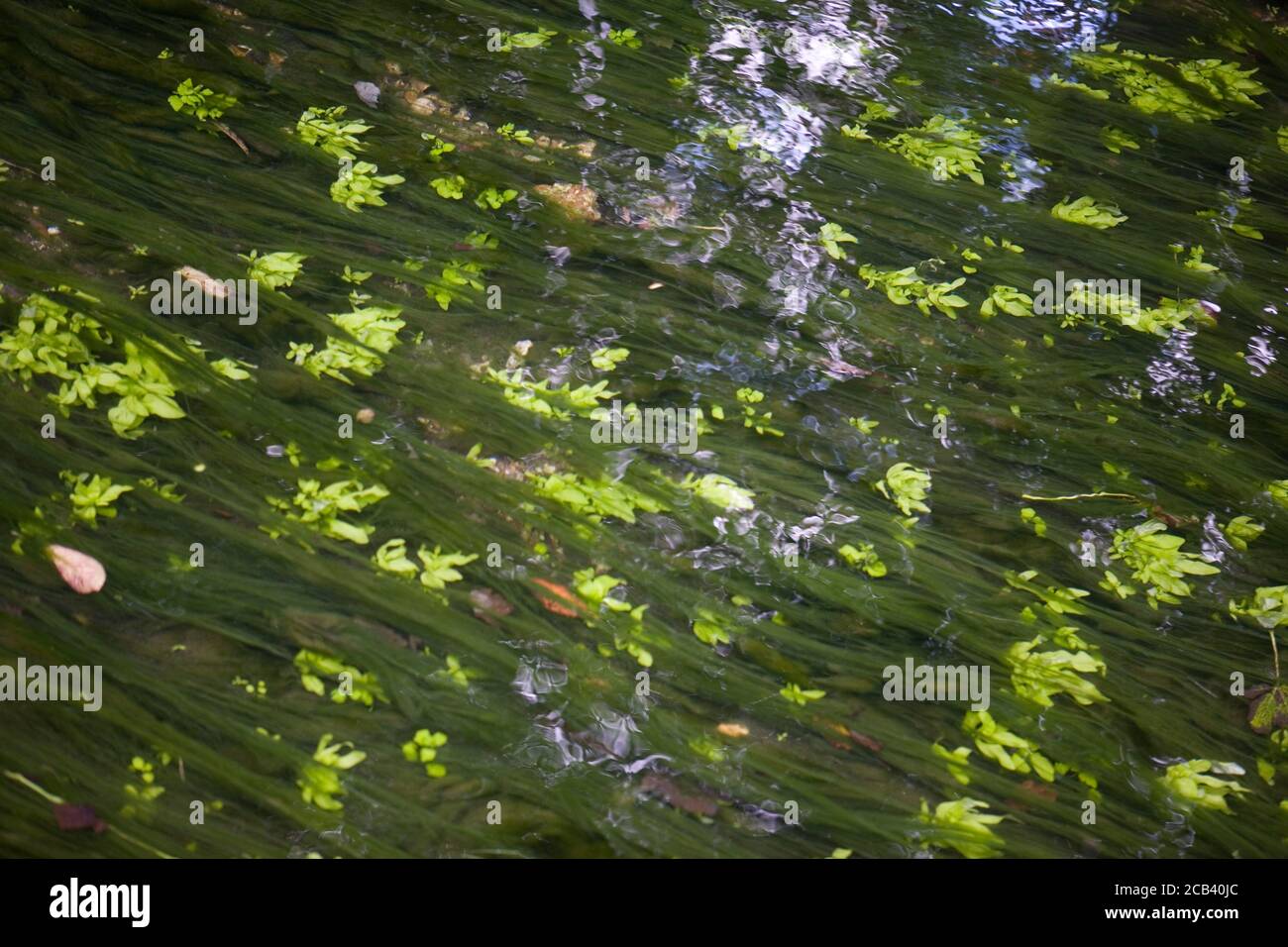 Unpolluted river hi-res stock photography and images - Alamy