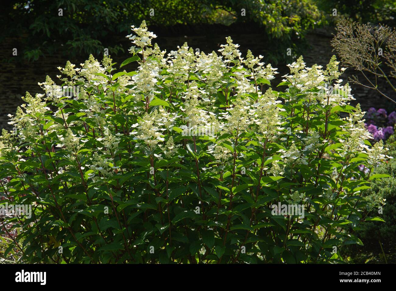 Dwarf Hydrangea Paniculata