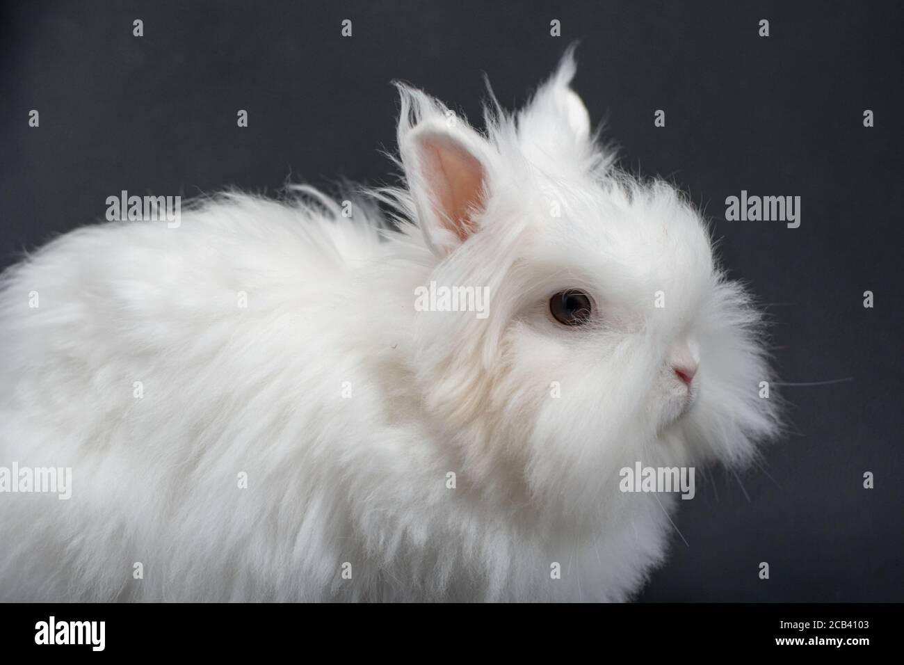White angora rabbit hi-res stock photography and images - Alamy