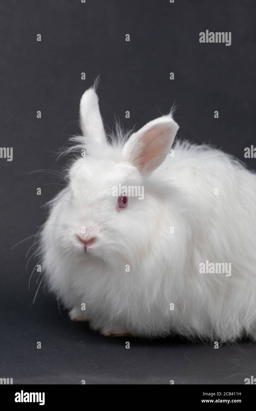 Vertical shot of a white angora rabbit Stock Photo - Alamy