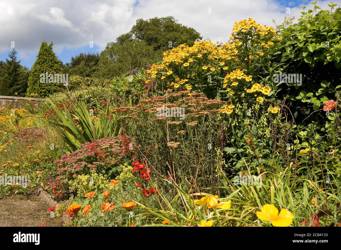 A profusion of flowers (Calendula officinalis, Eschscholzia californica ...