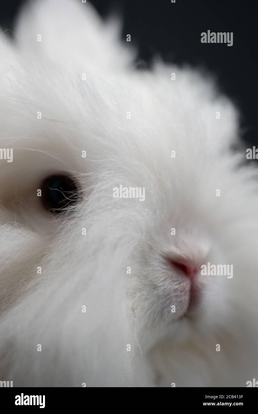 White angora rabbit hi-res stock photography and images - Alamy