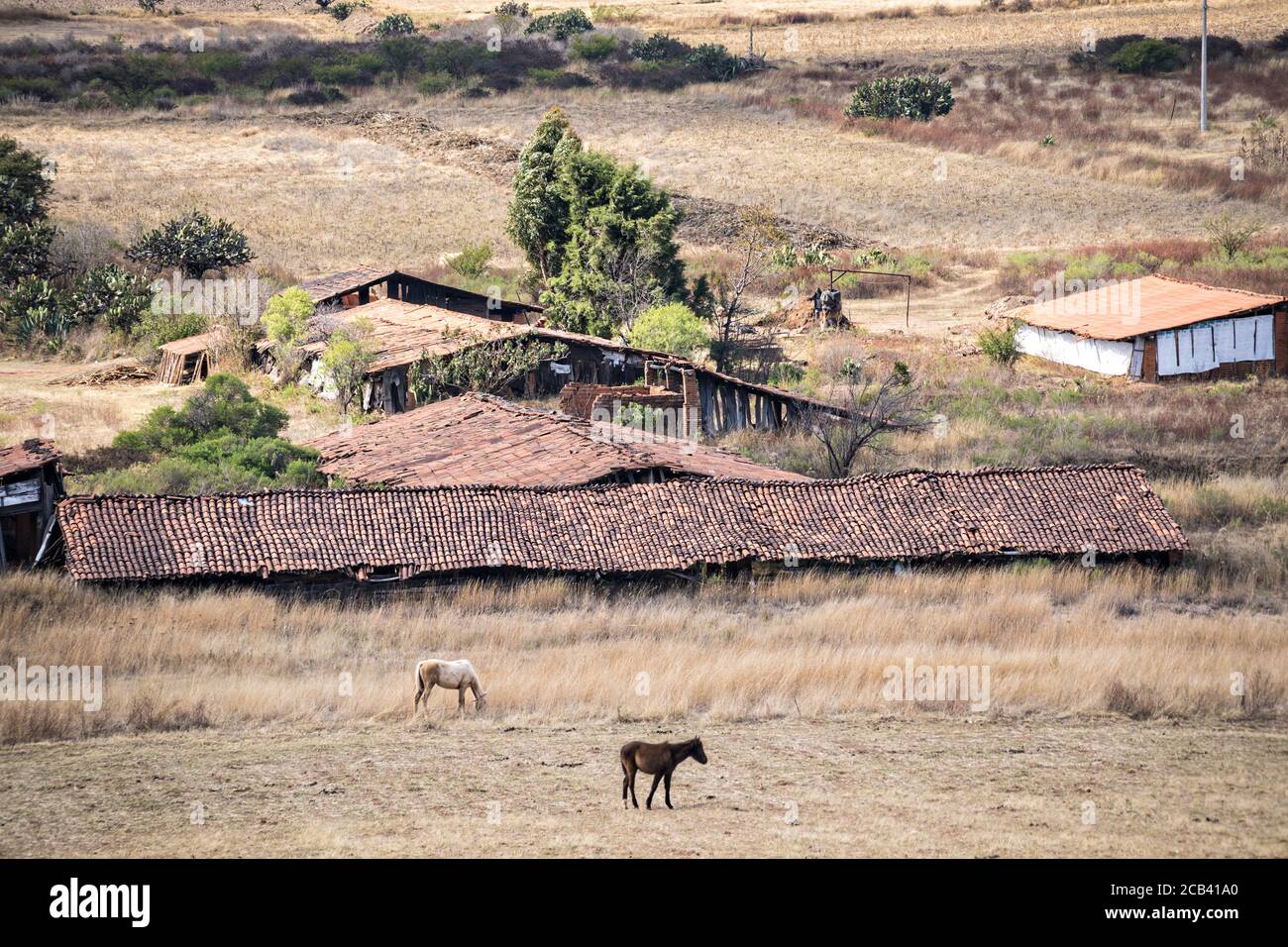 Horses graze on a traditional style farm in the foothills near Turundeo ...