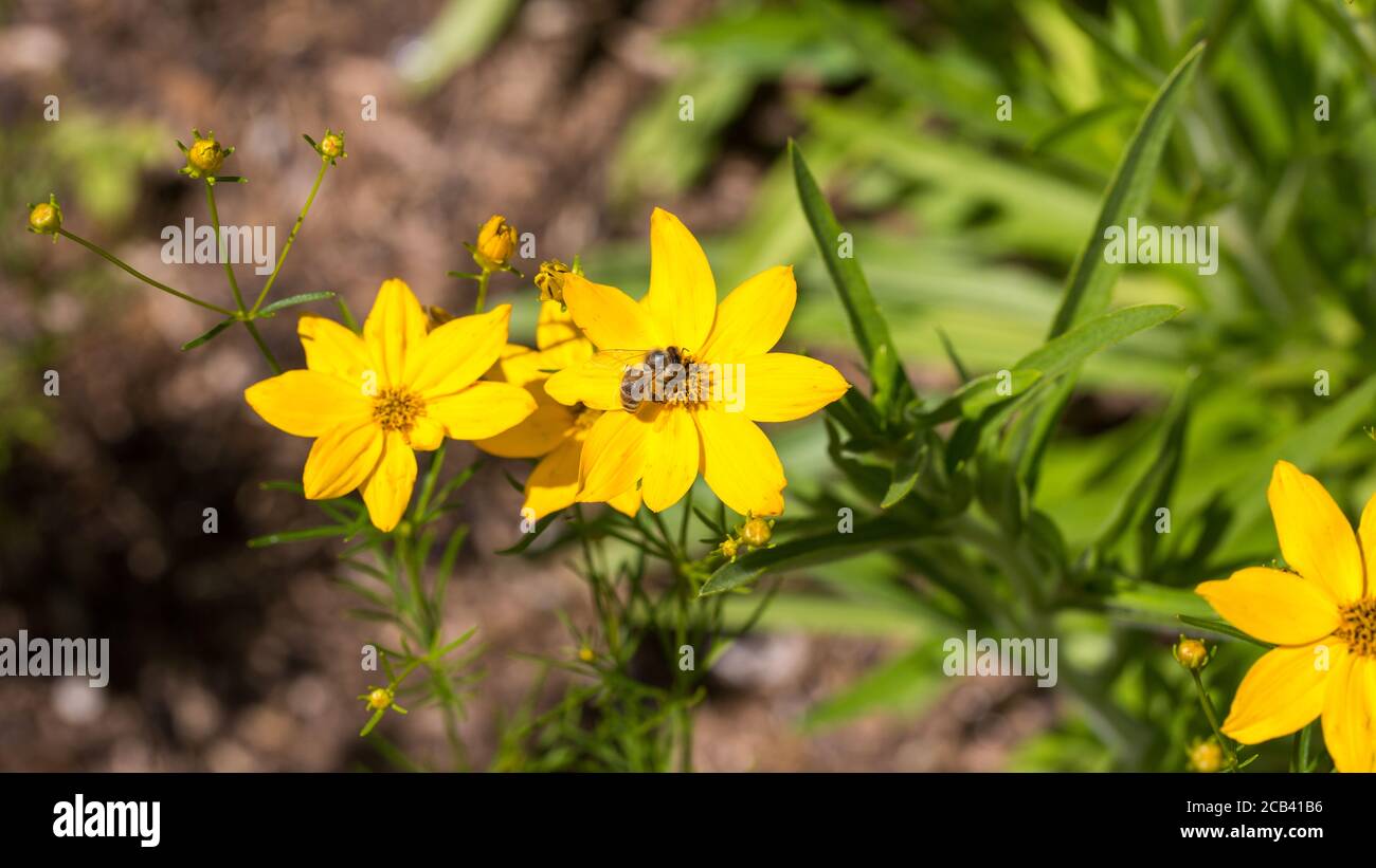 Yellow corepsis hi-res stock photography and images - Alamy