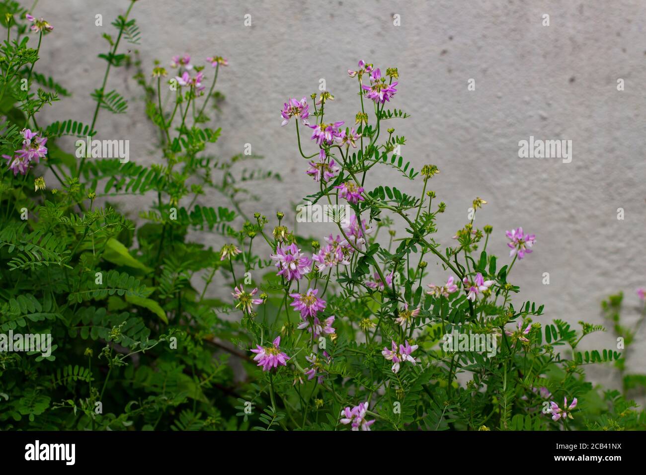 Crown vetch flower in front of a concrete wall, also called axseed ...