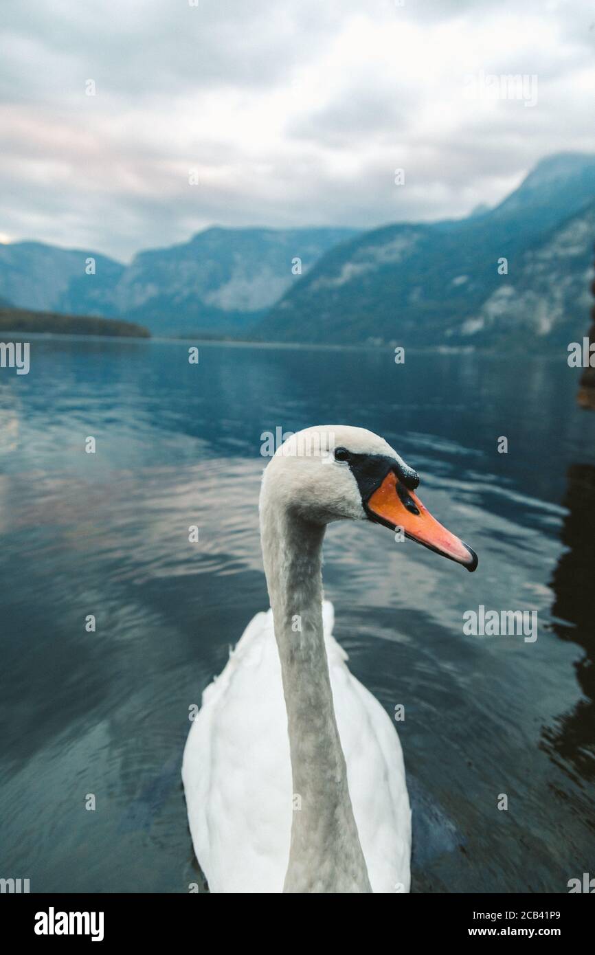 Vertical shot of a white swan swimming in the lake in Hallstatt ...