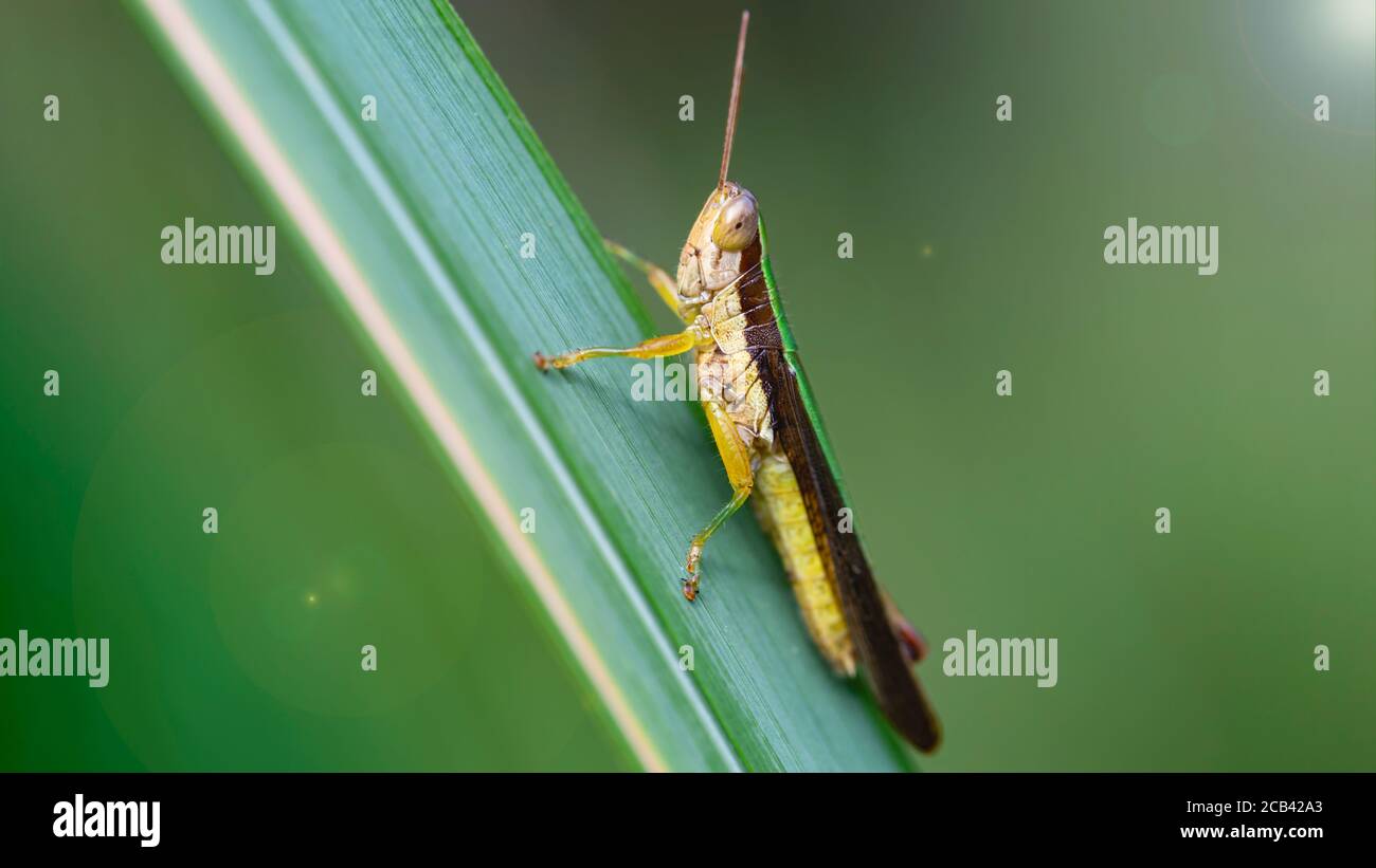 green and yellow grasshopper climbing a blade of grass, macro photo ...