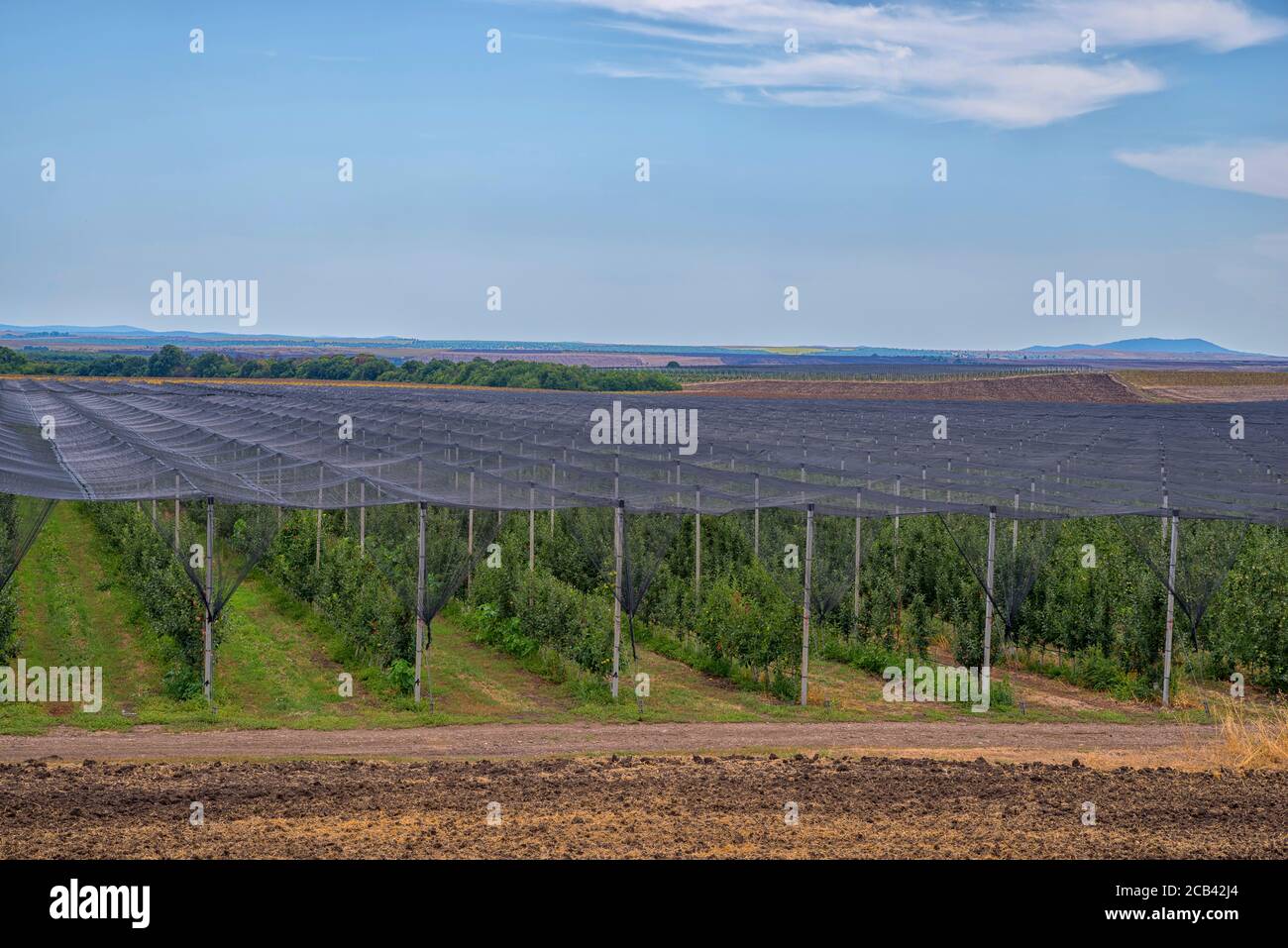 Apple plantation, fruit production Stock Photo - Alamy