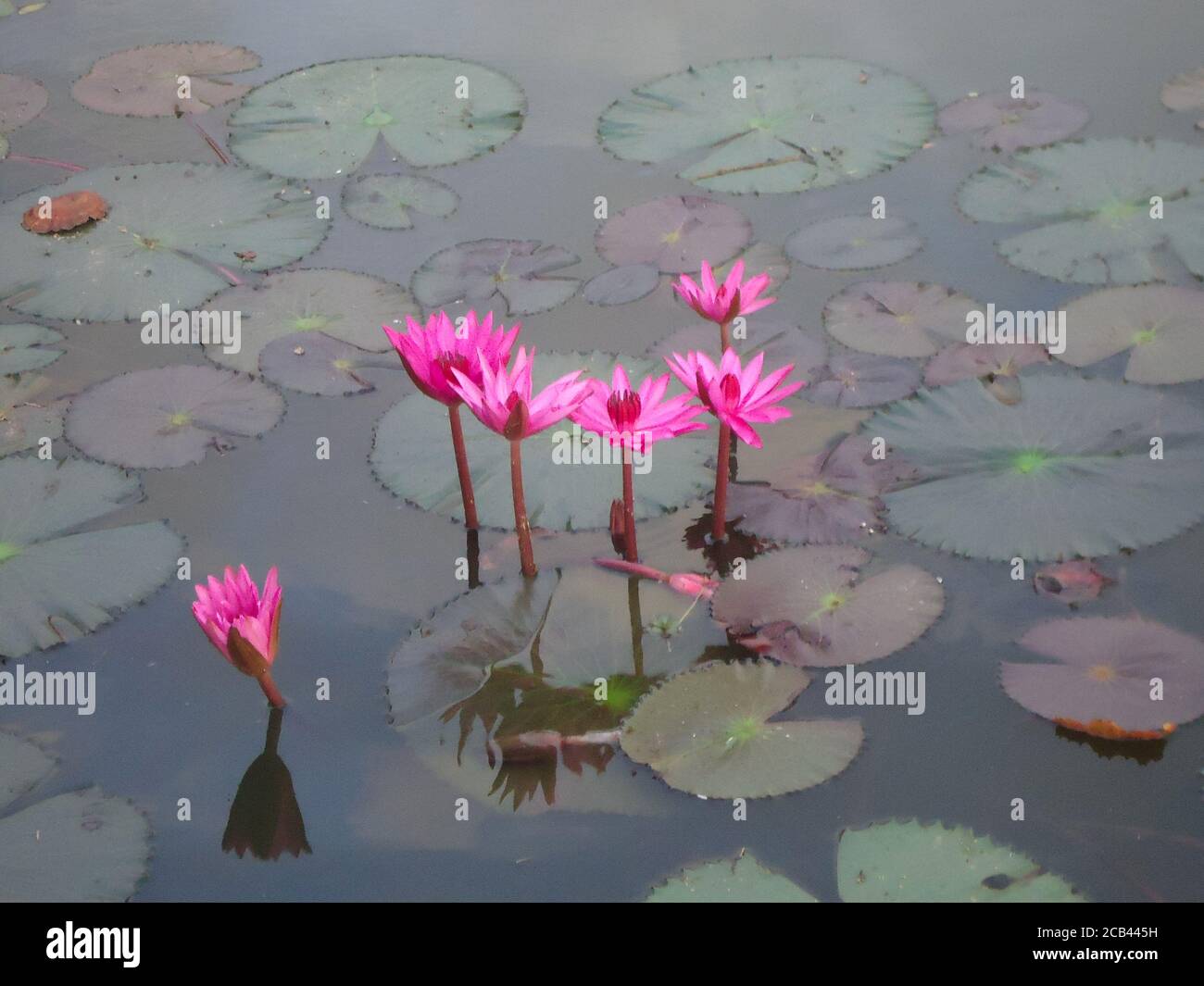 lotus bloom at angkor wat Stock Photo - Alamy