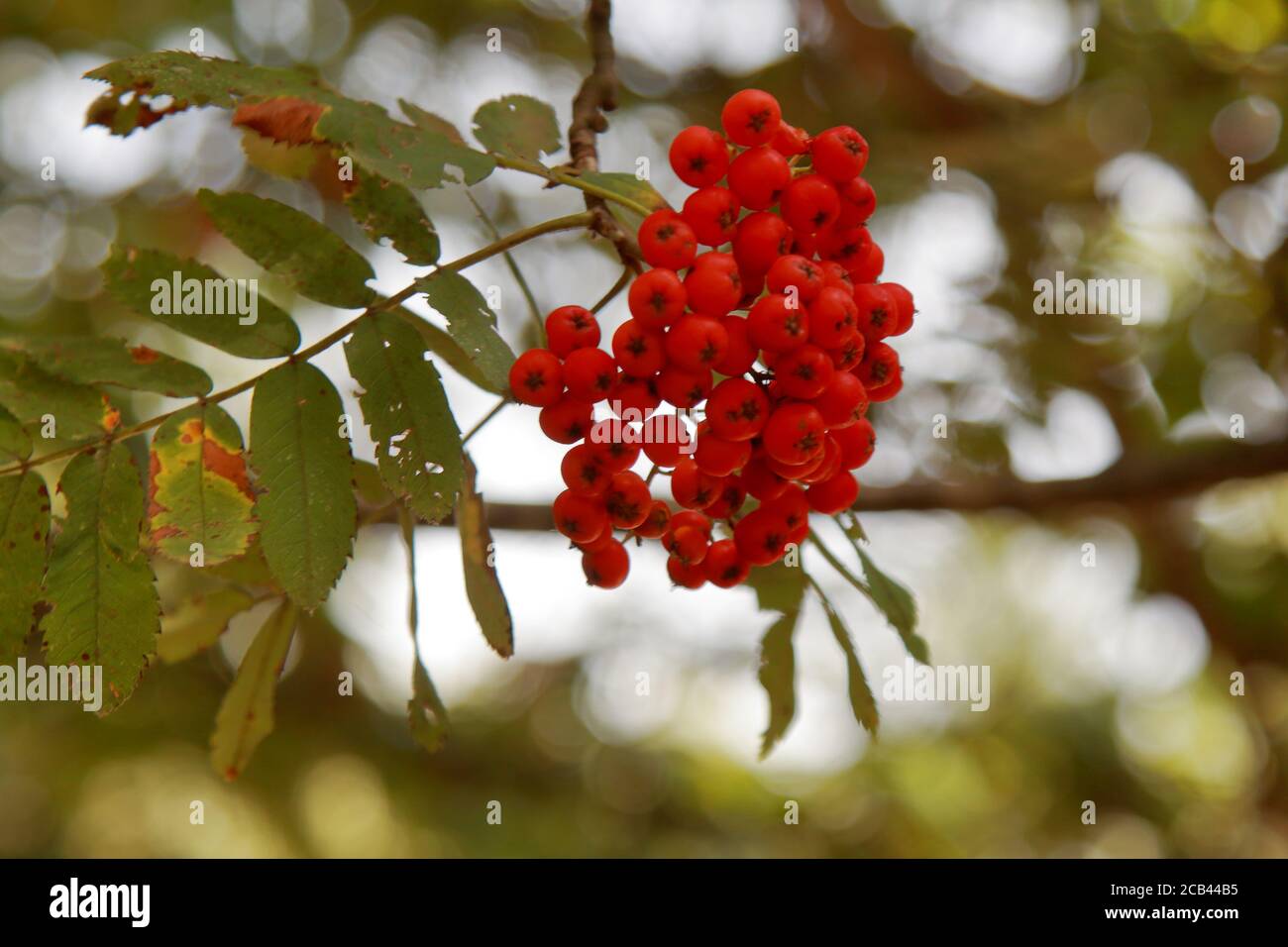 Shepherdia canadensis hi-res stock photography and images - Alamy