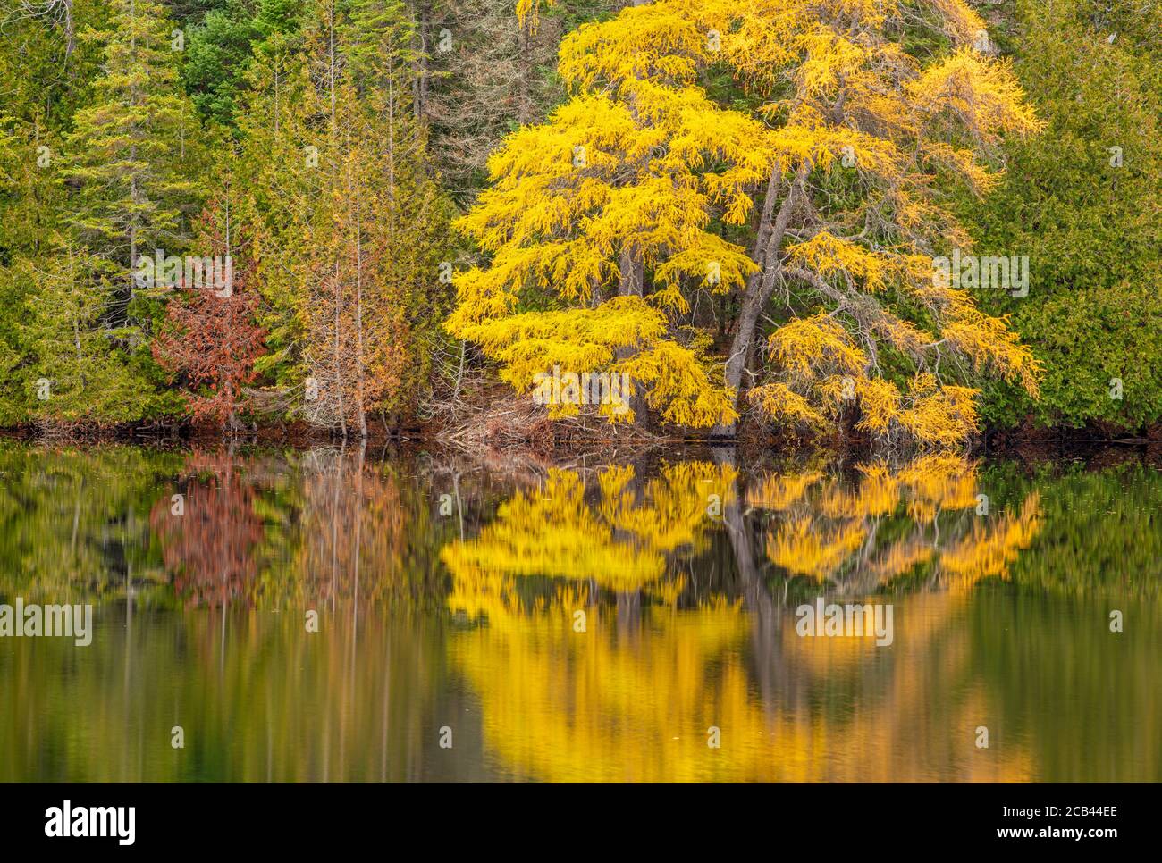 Autumn eastern larch reflected in a beaver pond near Trapper's Pond ...