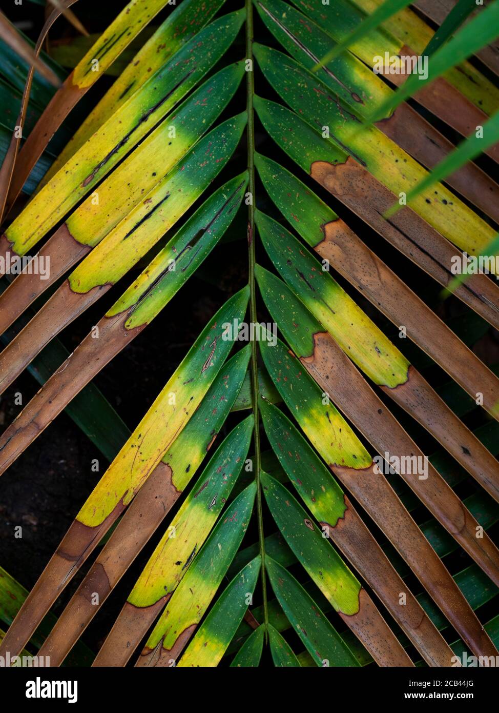 Big colorful leaf Stock Photo - Alamy
