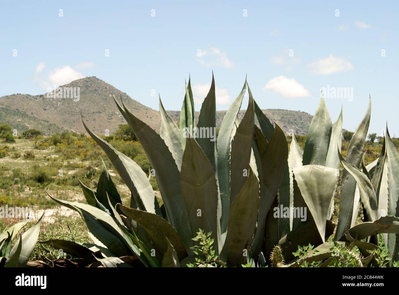 Agave plant mexico hi-res stock photography and images - Alamy
