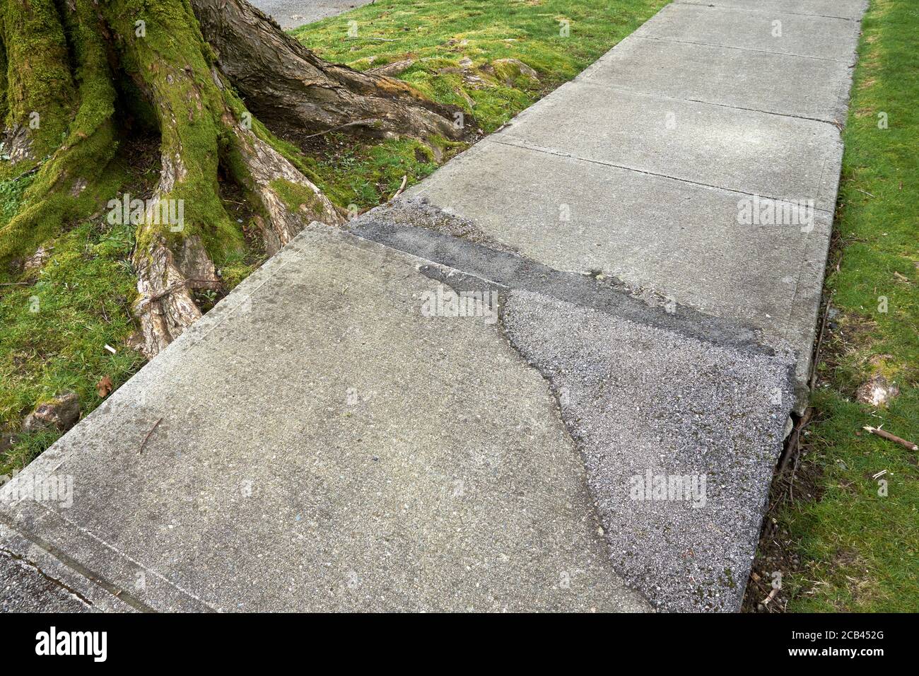 Tree roots causing damage hi-res stock photography and images - Alamy
