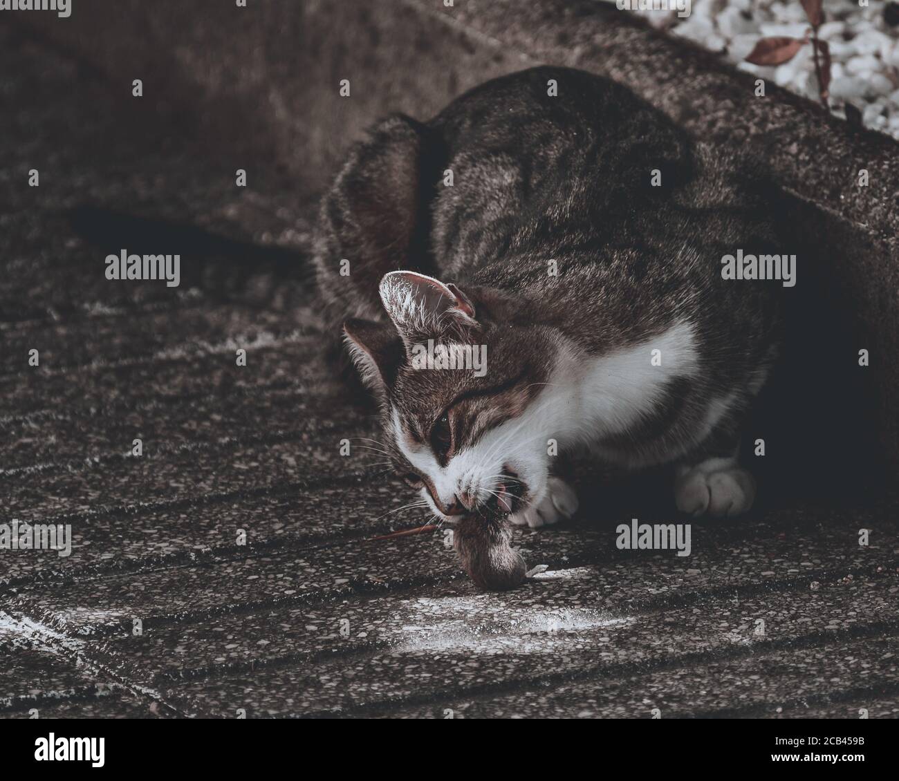 Closeup shot of a cat eating a rat Stock Photo - Alamy