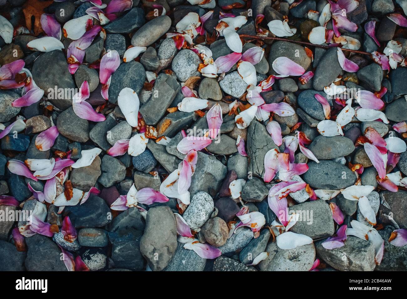 Bright Pink and White Flower Petals in a Pile of Grey Rocks Stock Photo ...