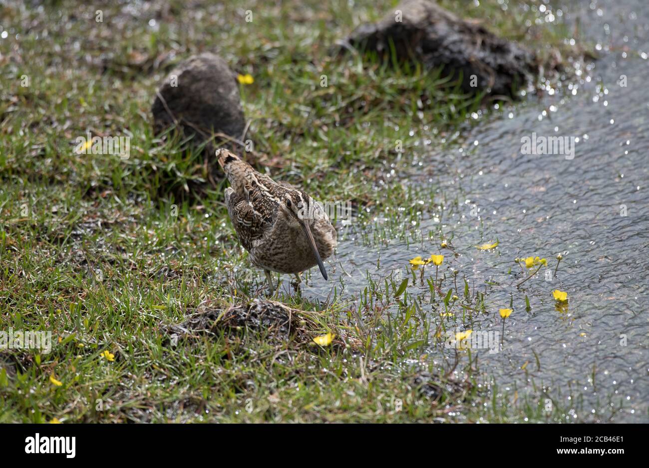 Common Snipe on the edge of a loch in Fetlar, Shetland, UK Stock Photo ...