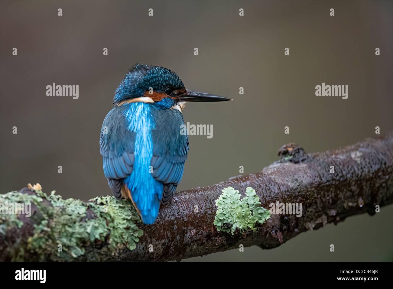 Kingfisher back view on a wet branch, Hampshire, UK Stock Photo - Alamy
