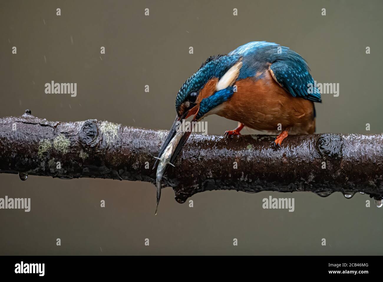 Kingfisher with a Stickleback fish in its beak bashing on branch ...