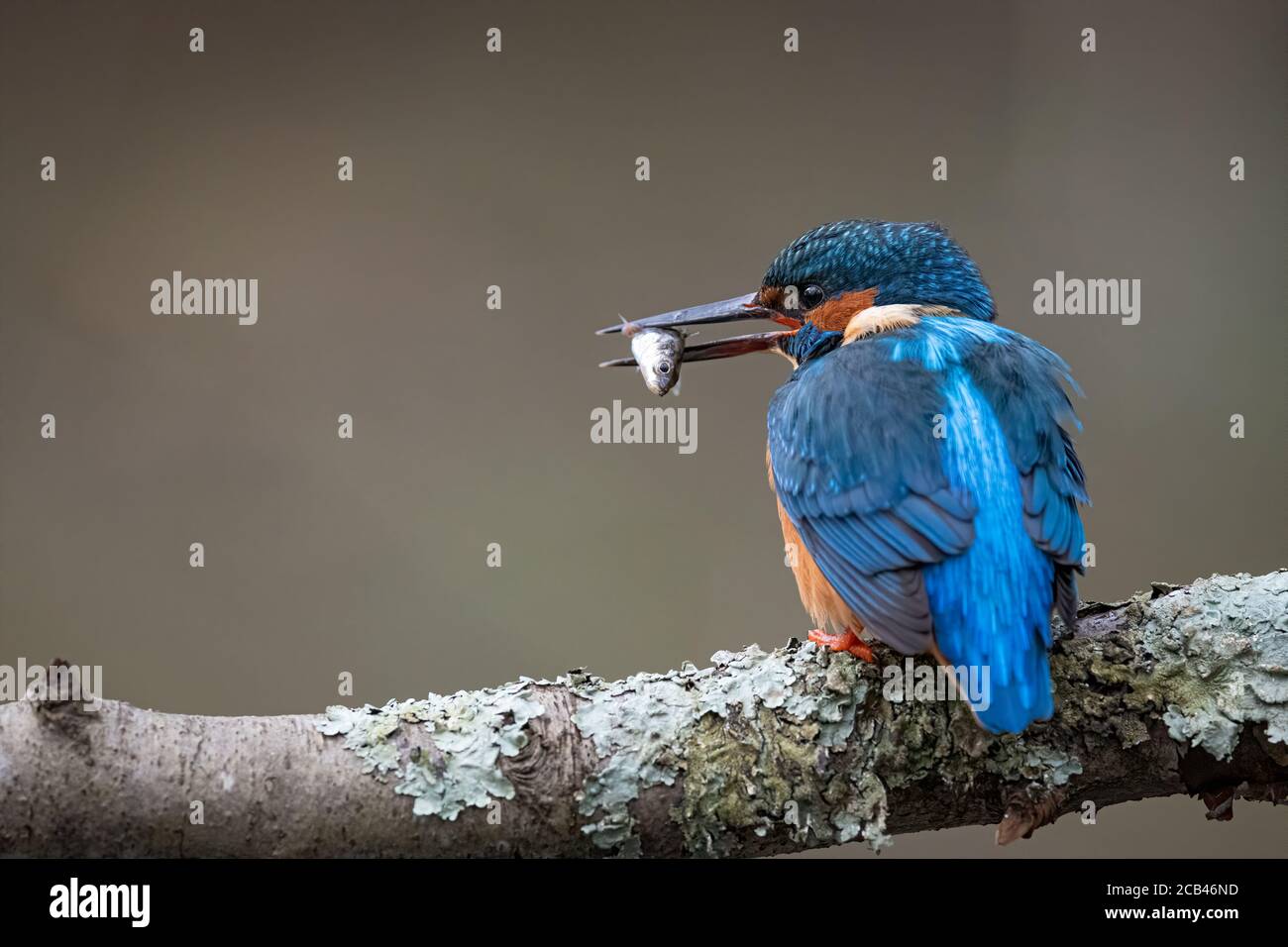 Stickleback fish hi-res stock photography and images - Alamy