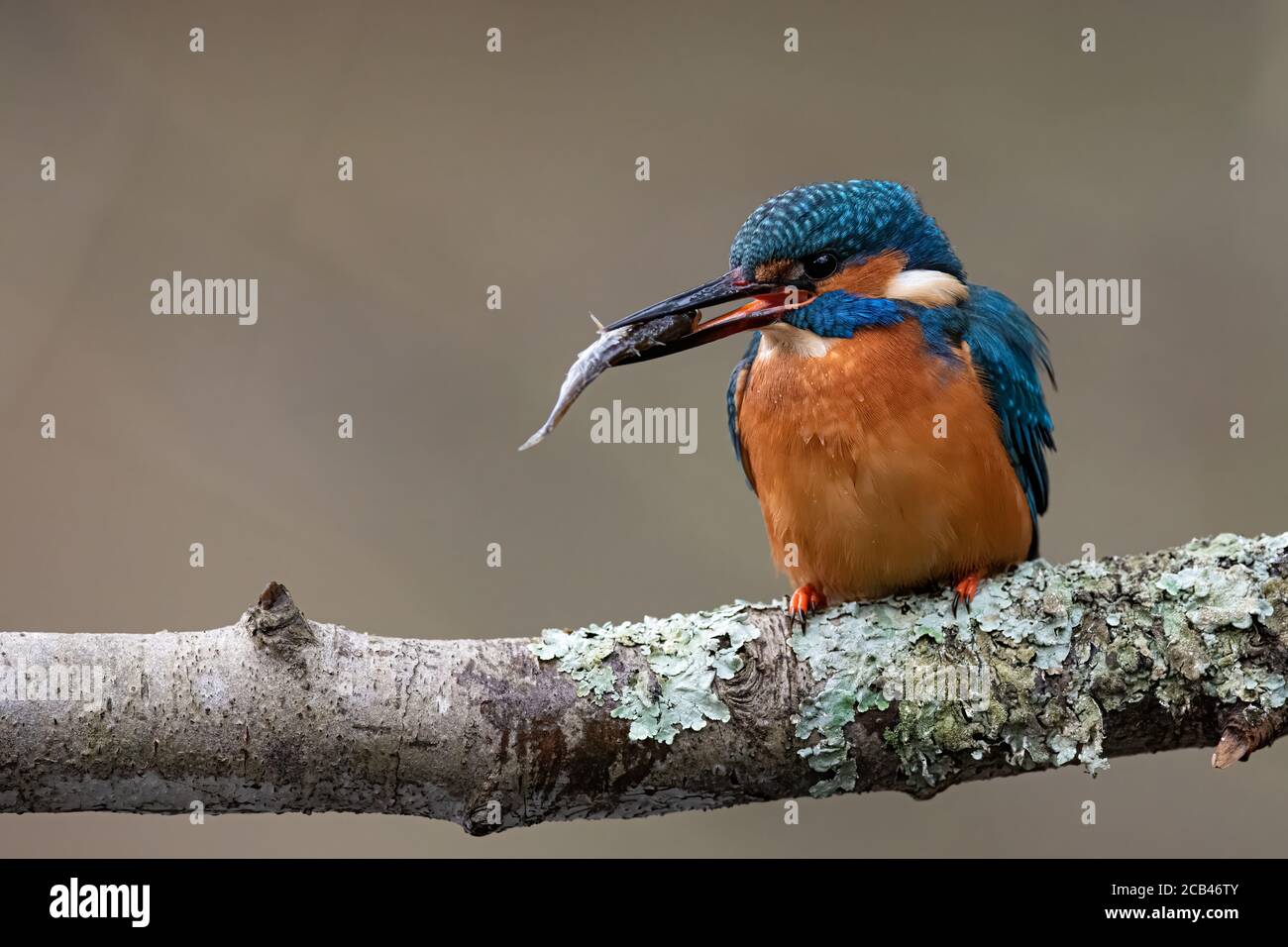 Kingfisher with a Stickleback fish in its beak, Hampshire, UK Stock ...