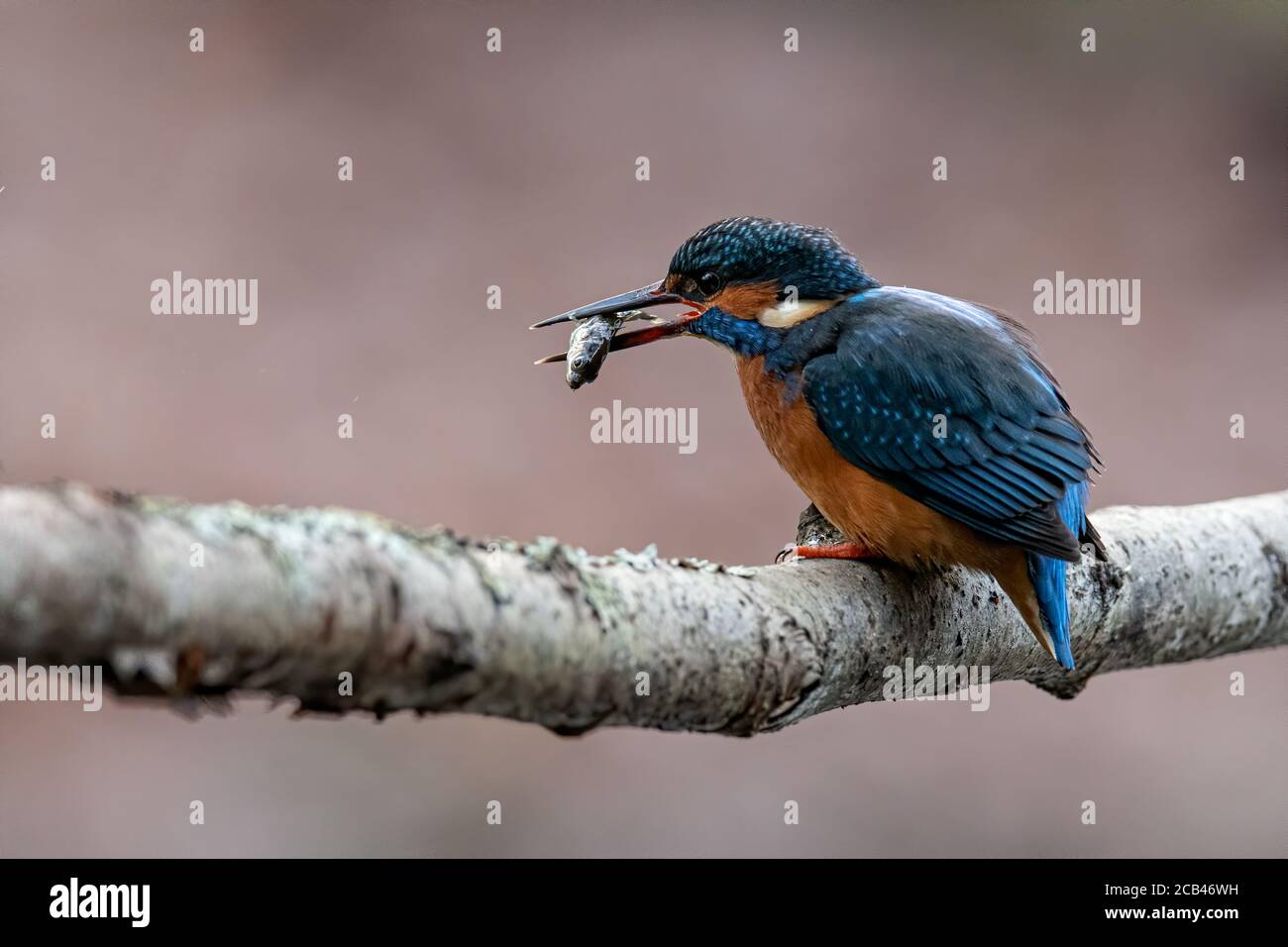 Kingfisher with a Stickleback fish in its beak, Hampshire, UK Stock ...